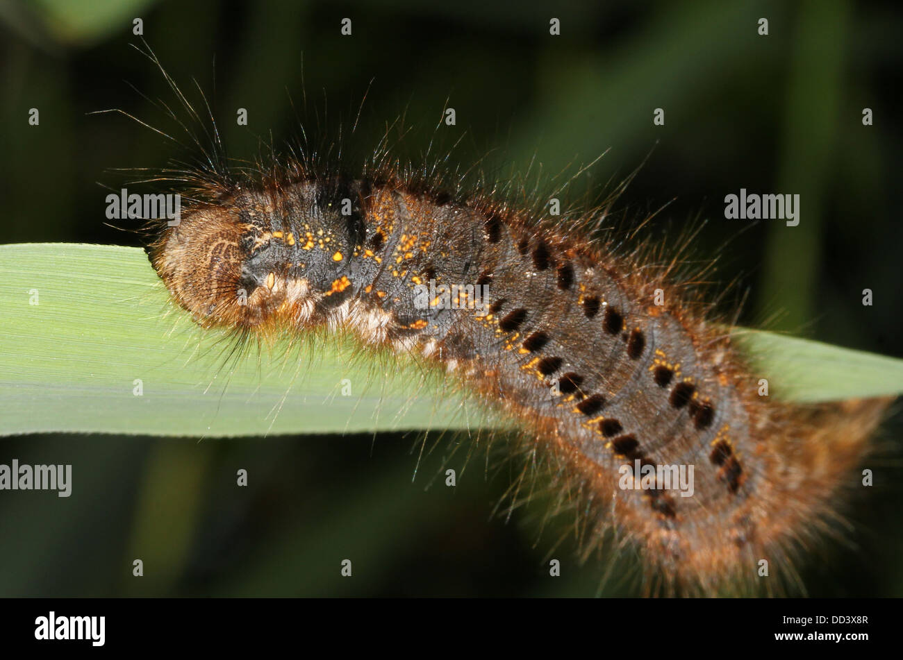 Oak eggar moth caterpillar hi-res stock photography and images - Alamy