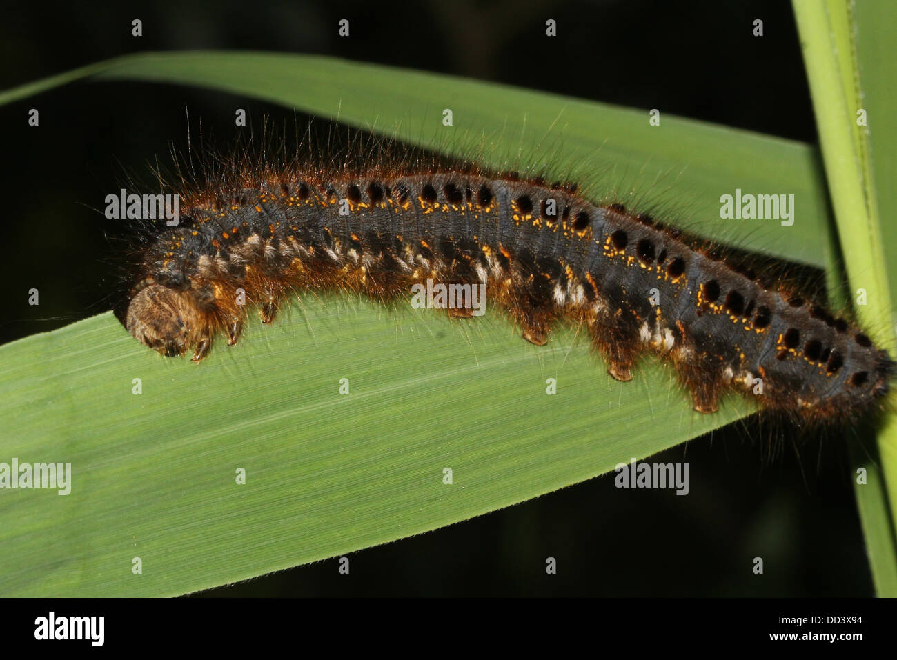 Series of 20 detailed close-ups of the Oak Eggar Moth (Lasiocampa ...