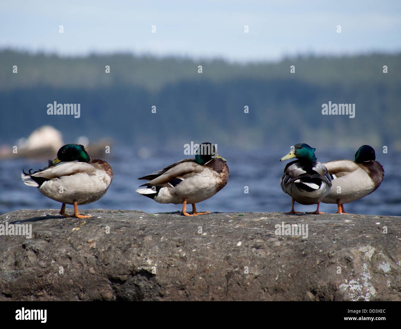 duck on the lake Stock Photo - Alamy