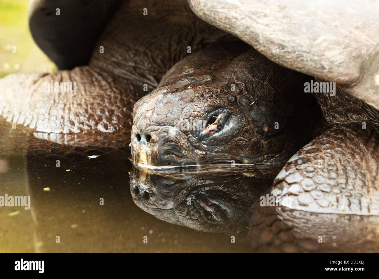 Submerged Galapagos Turtle Low Angle View Stock Photo - Alamy