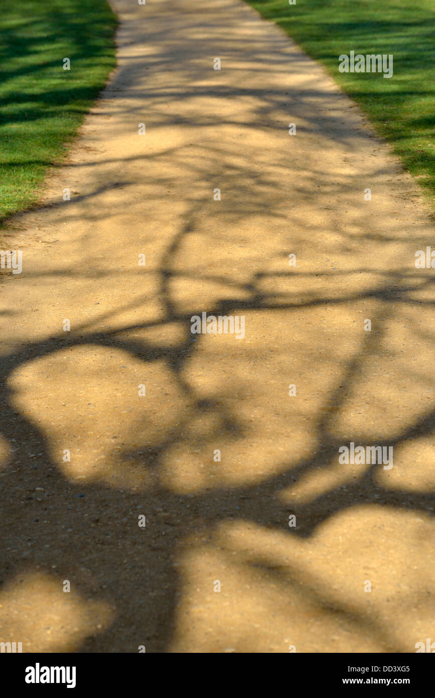 Tree branches casting shadow hi-res stock photography and images - Alamy