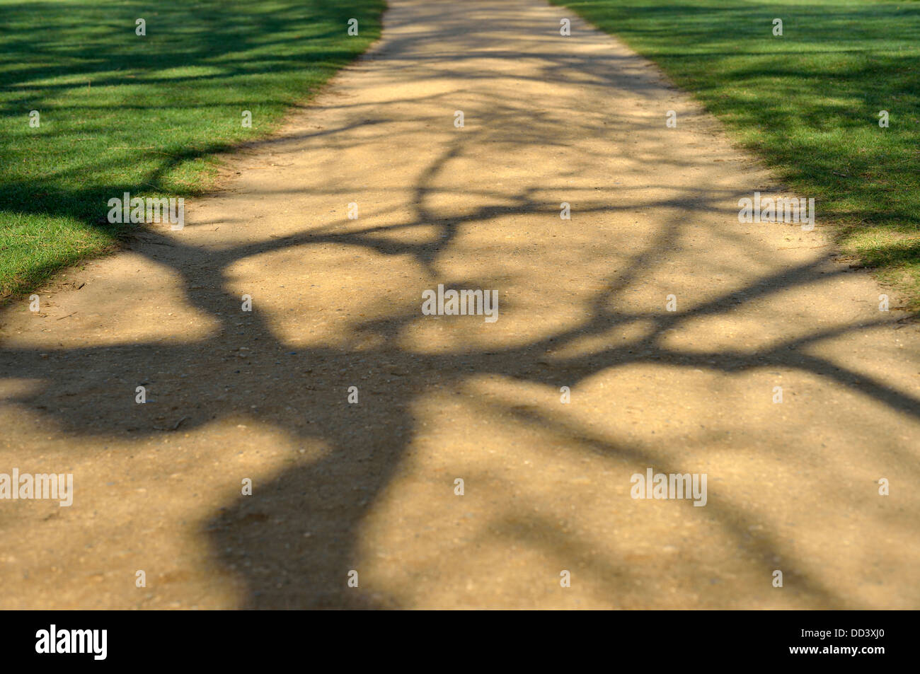 Tree casting shadow hi-res stock photography and images - Alamy