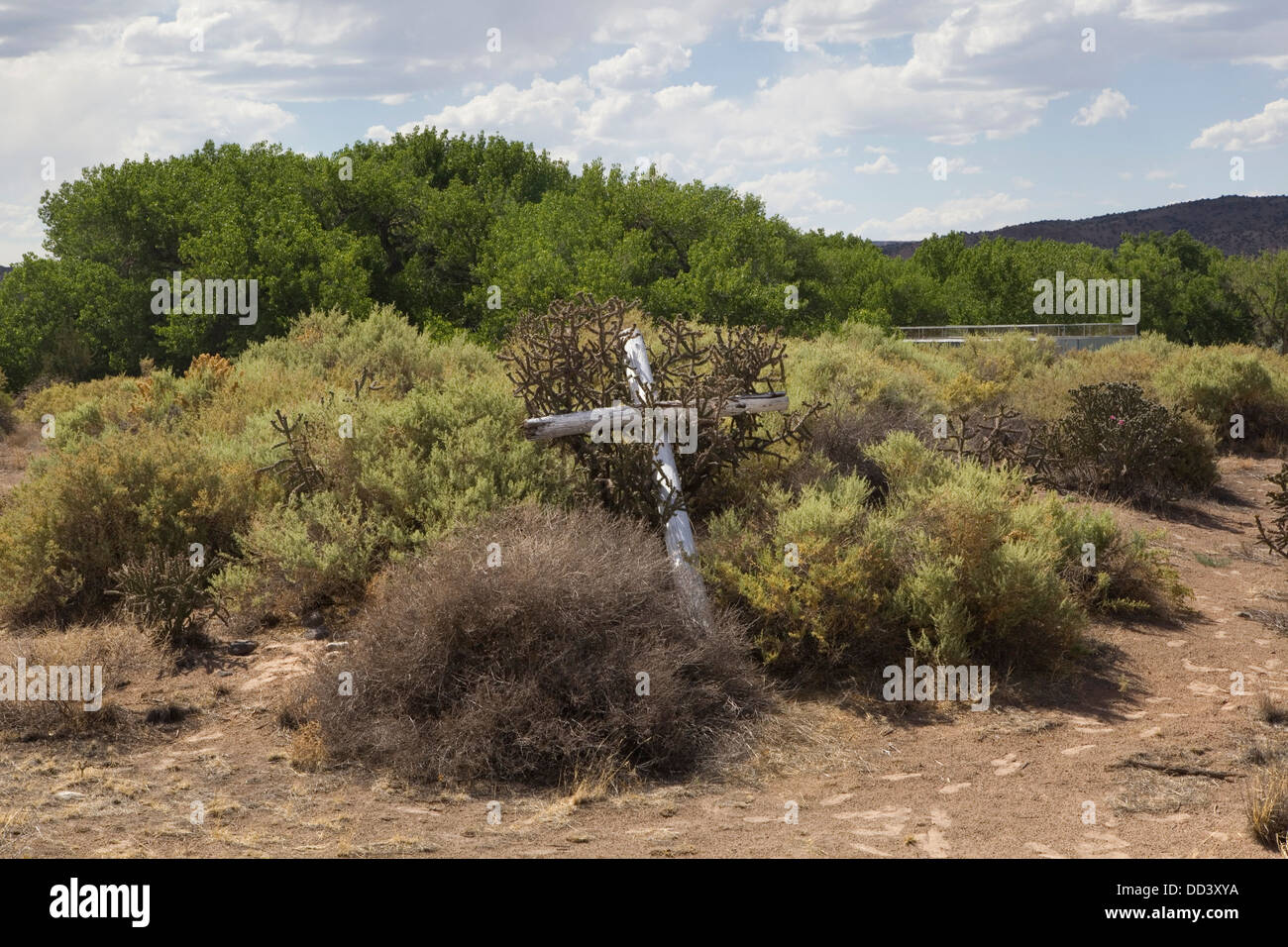 Thorny bushes hi-res stock photography and images - Alamy