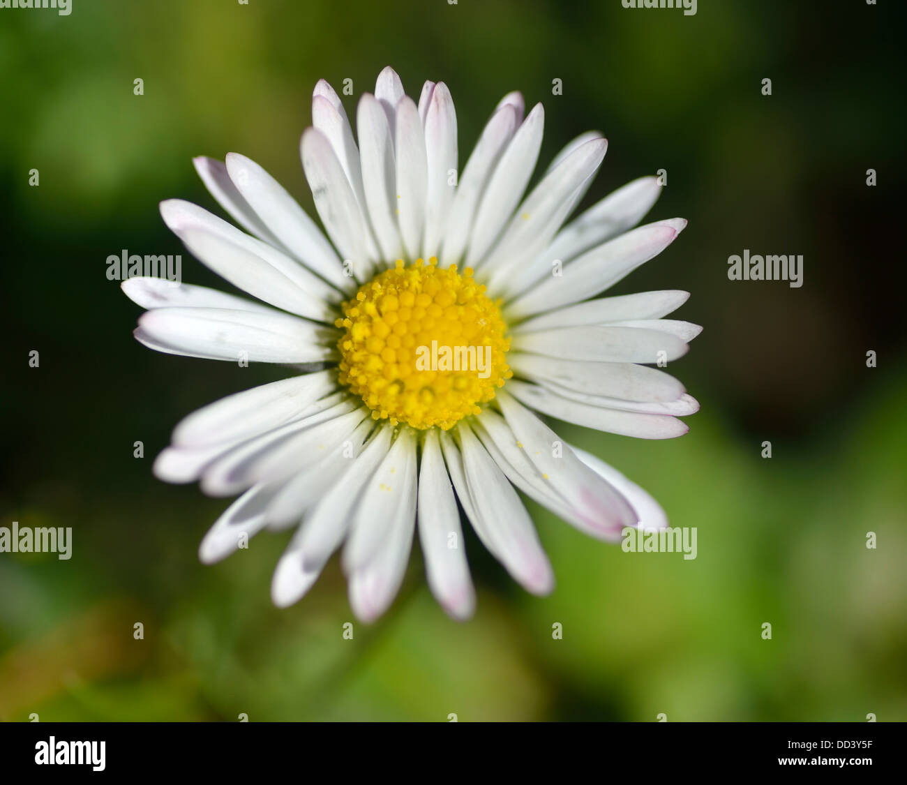 Uk yellow dasies hi-res stock photography and images - Alamy