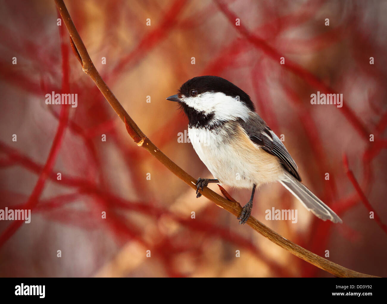 A Chickadee Sits On A Tree Branch With Red Twigs In The Background ...