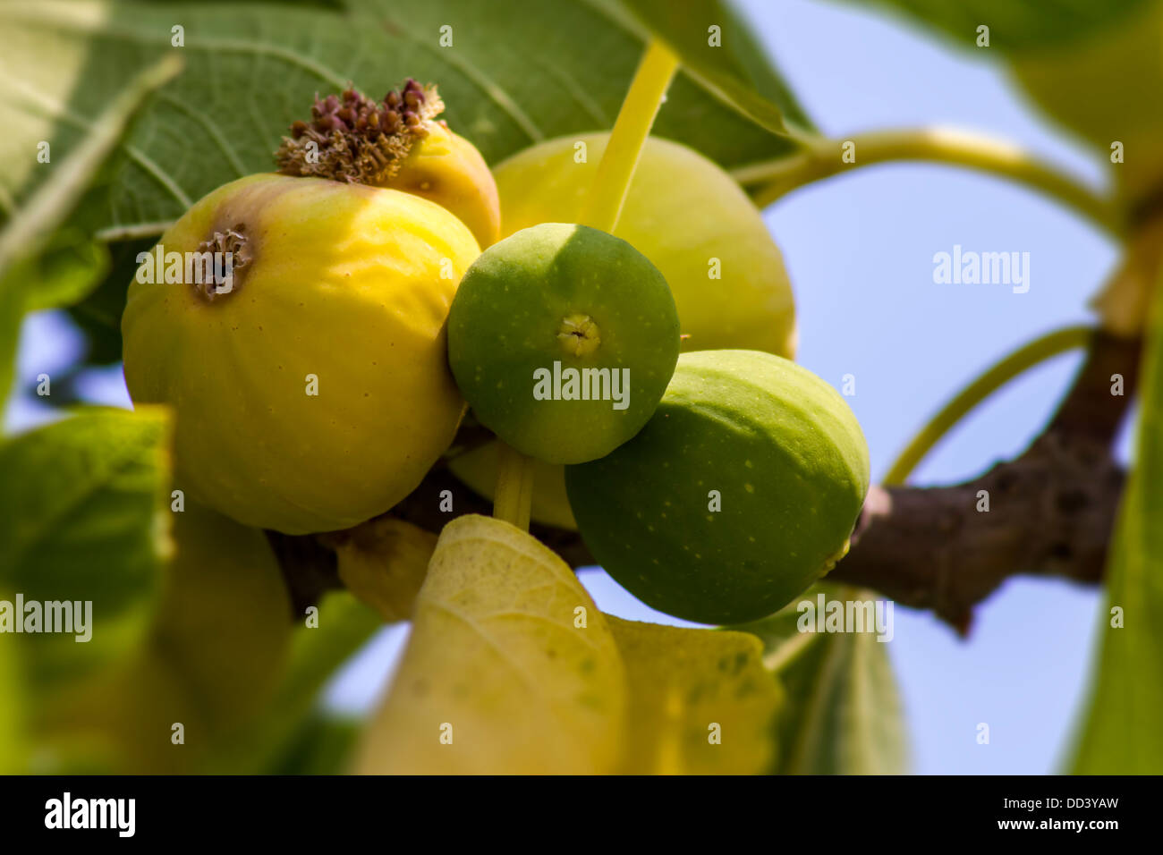 Explicit food hi-res stock photography and images - Alamy
