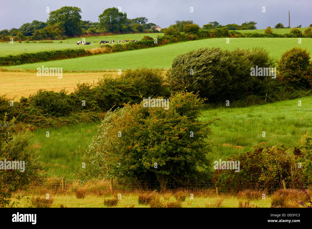 Trees in rural landscape setting Stock Photo - Alamy