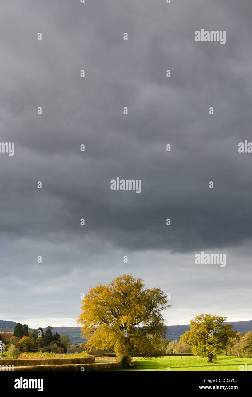 Trees woods stormy sky hi-res stock photography and images - Alamy