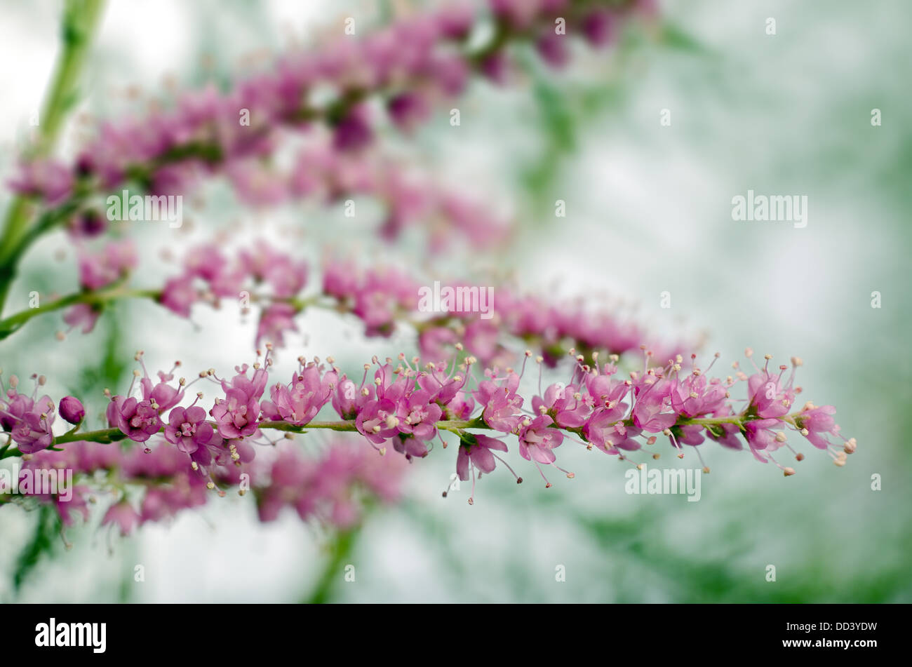 Tamarisk flowers hi-res stock photography and images - Alamy