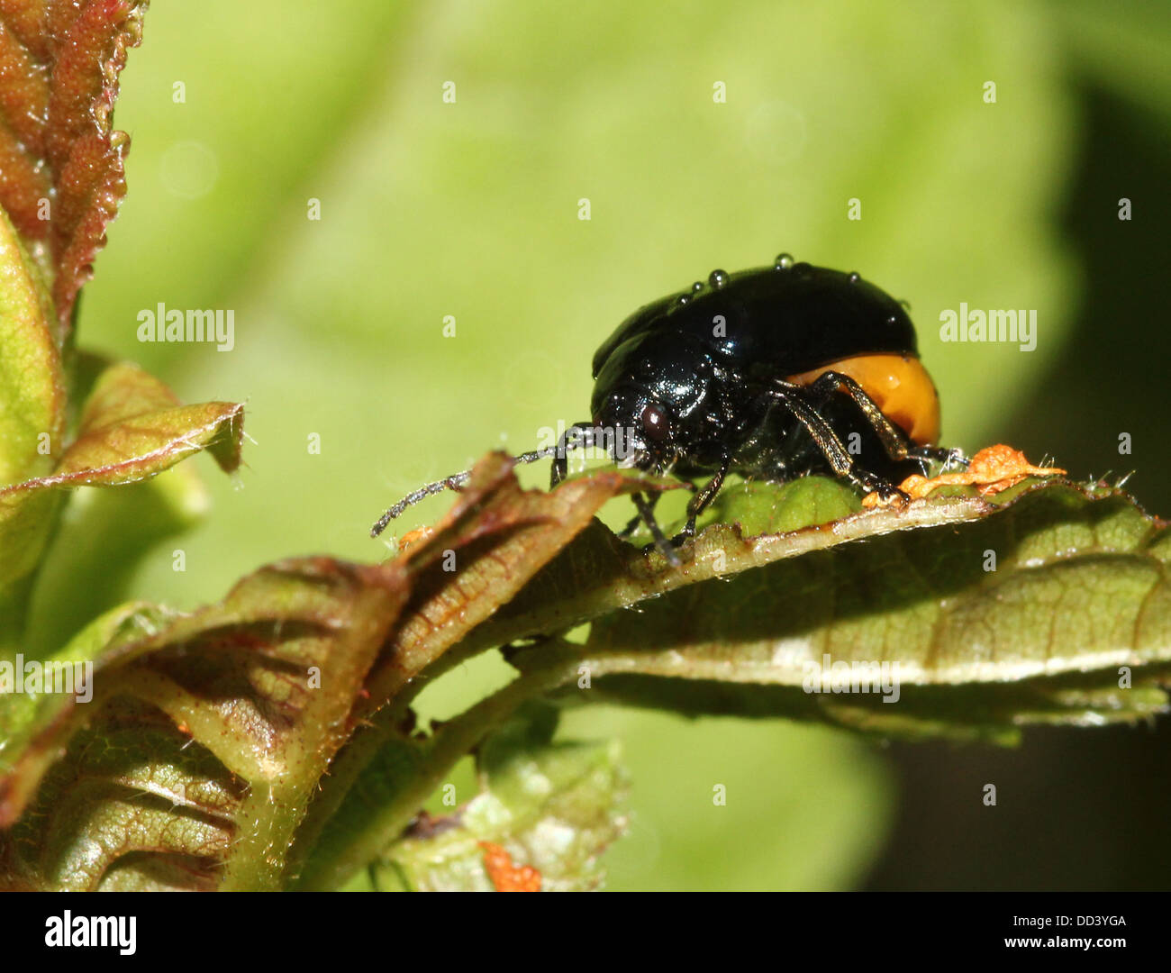 Mint leaf beetles hi-res stock photography and images - Alamy