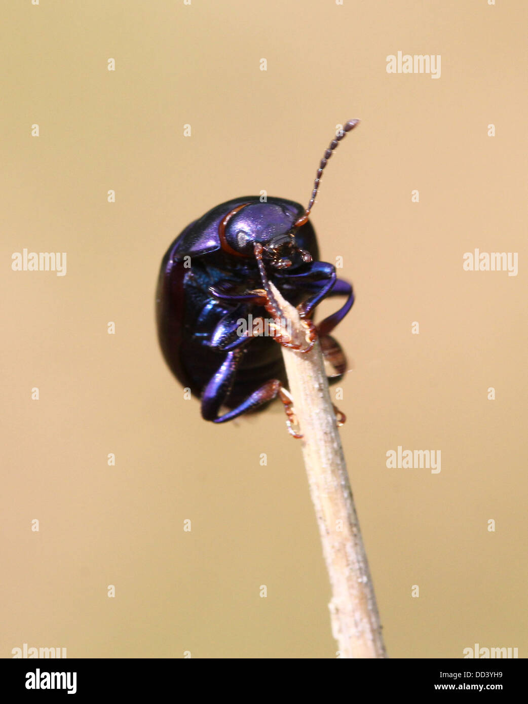 Blue mint beetle hi-res stock photography and images - Alamy