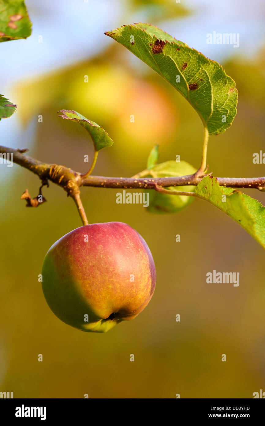 Apple on branch of tree Stock Photo - Alamy