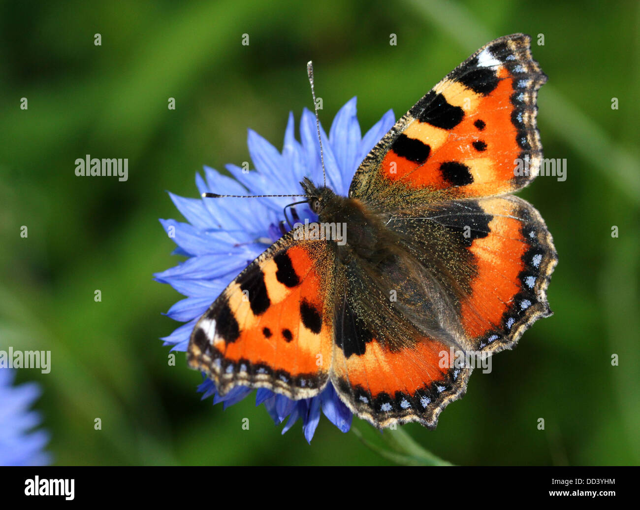European Small Tortoiseshell (Aglais urticae) butterfly feeding on a ...
