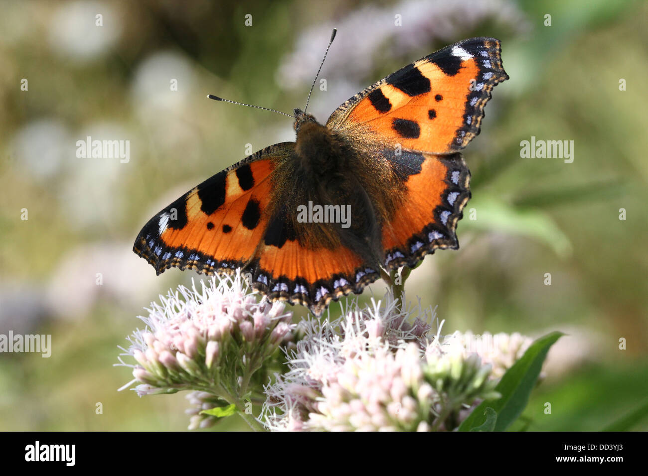 Extensive series of the Small Tortoiseshell (Aglais urticae) butterfly ...