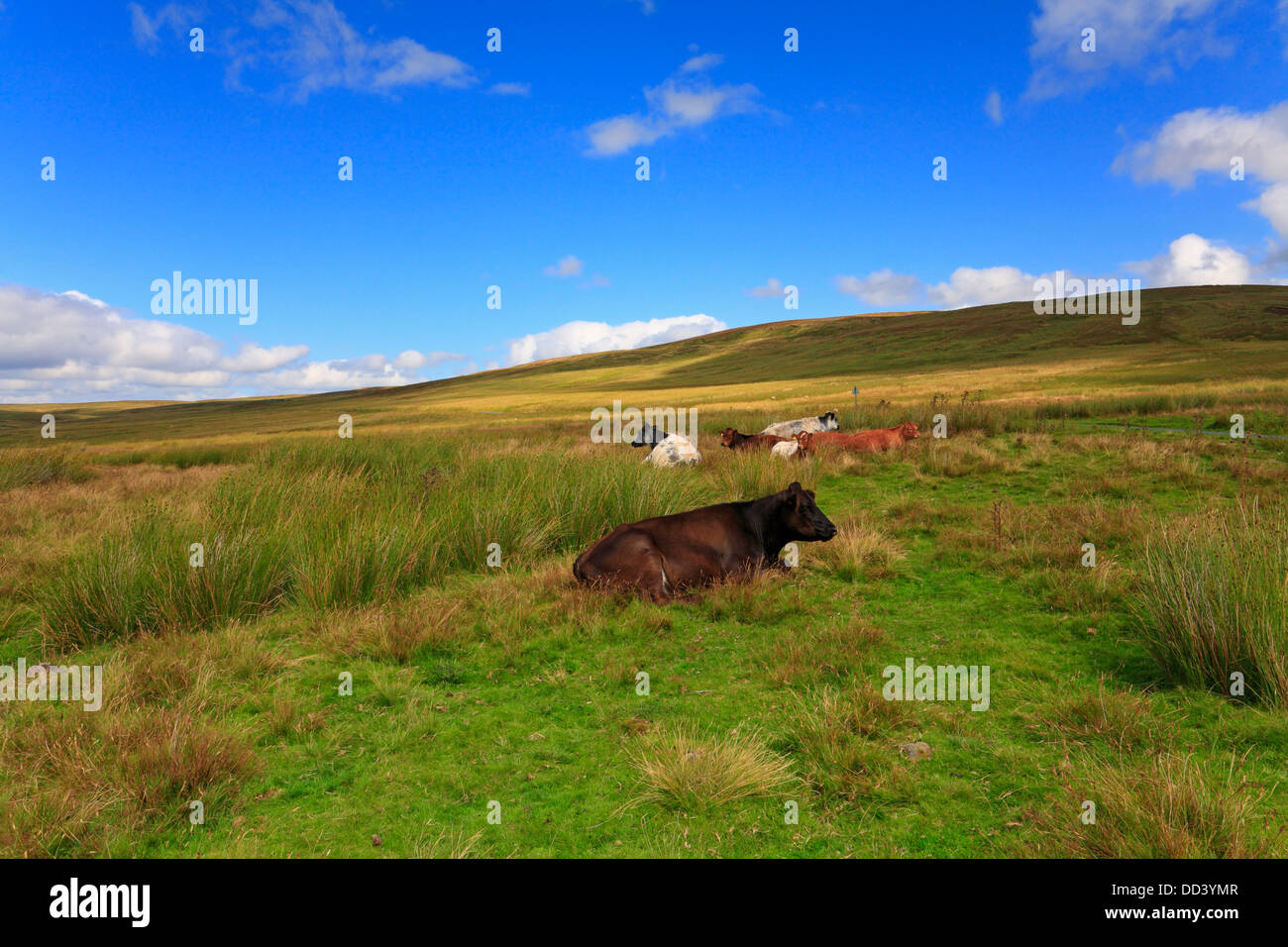 Cattle grazing on Abbotside Common near Buttertubs Pass, North ...