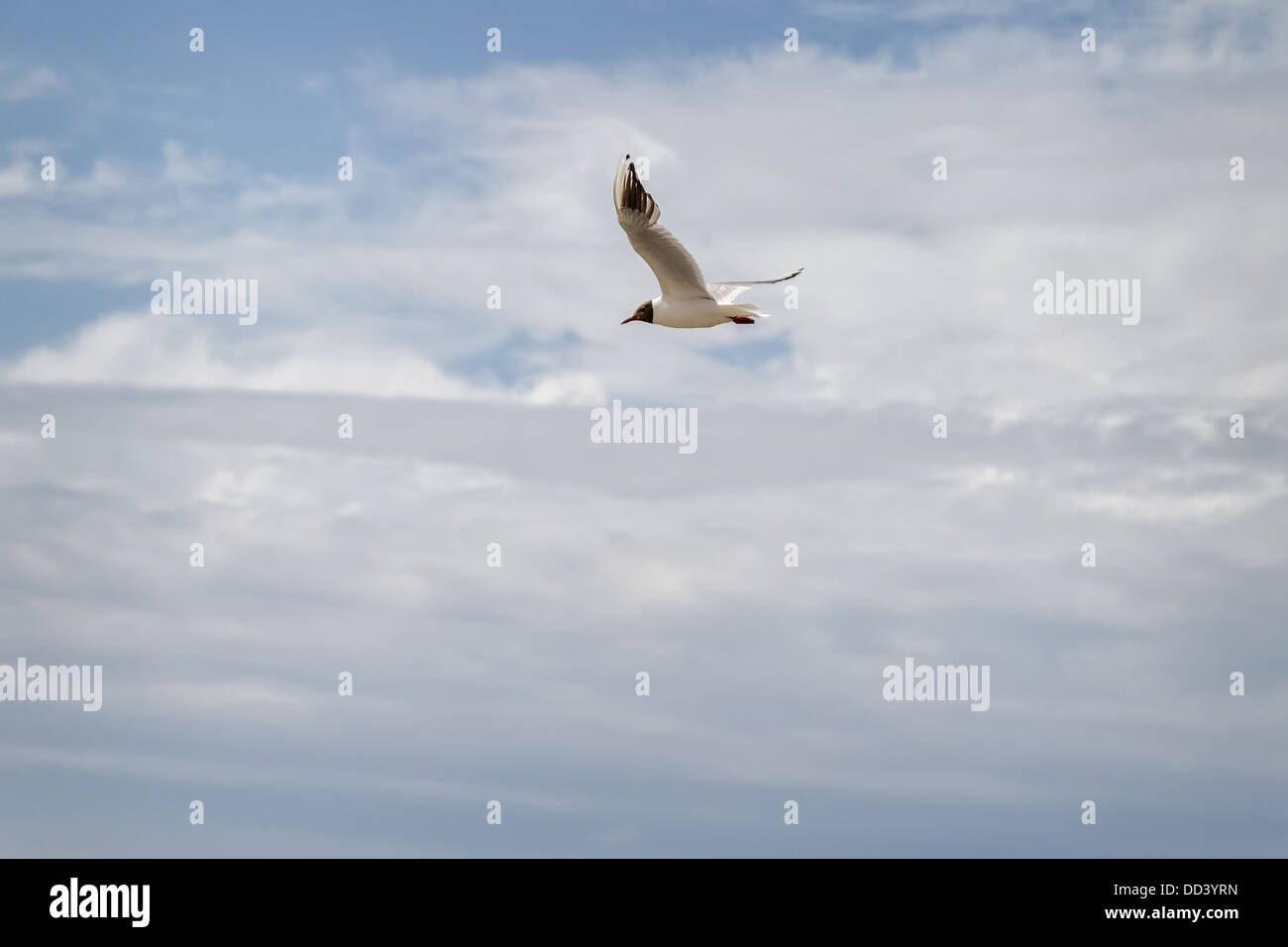 Falcor Flying Clouds