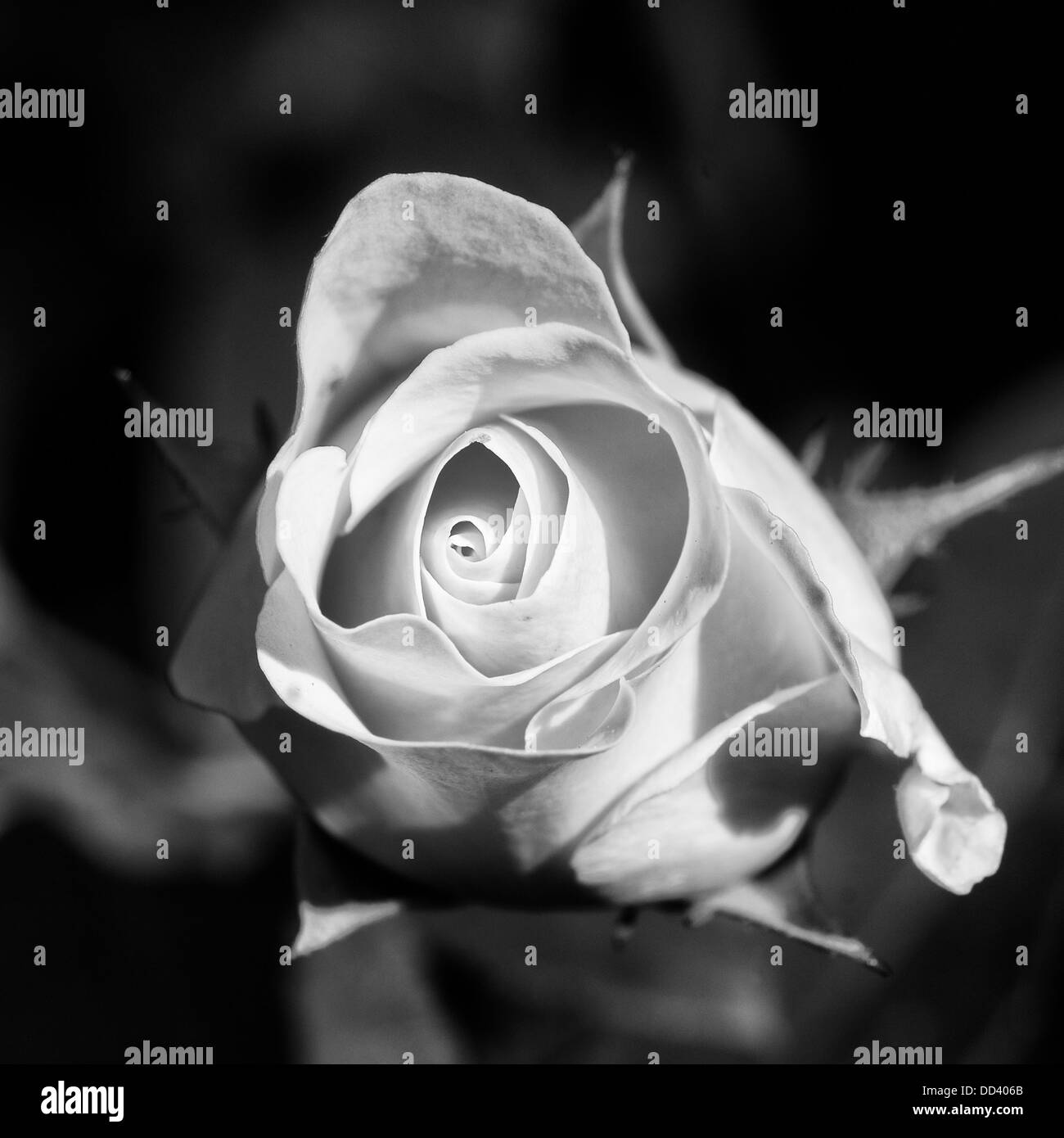 Rose blurred Black and White Stock Photos & Images - Alamy