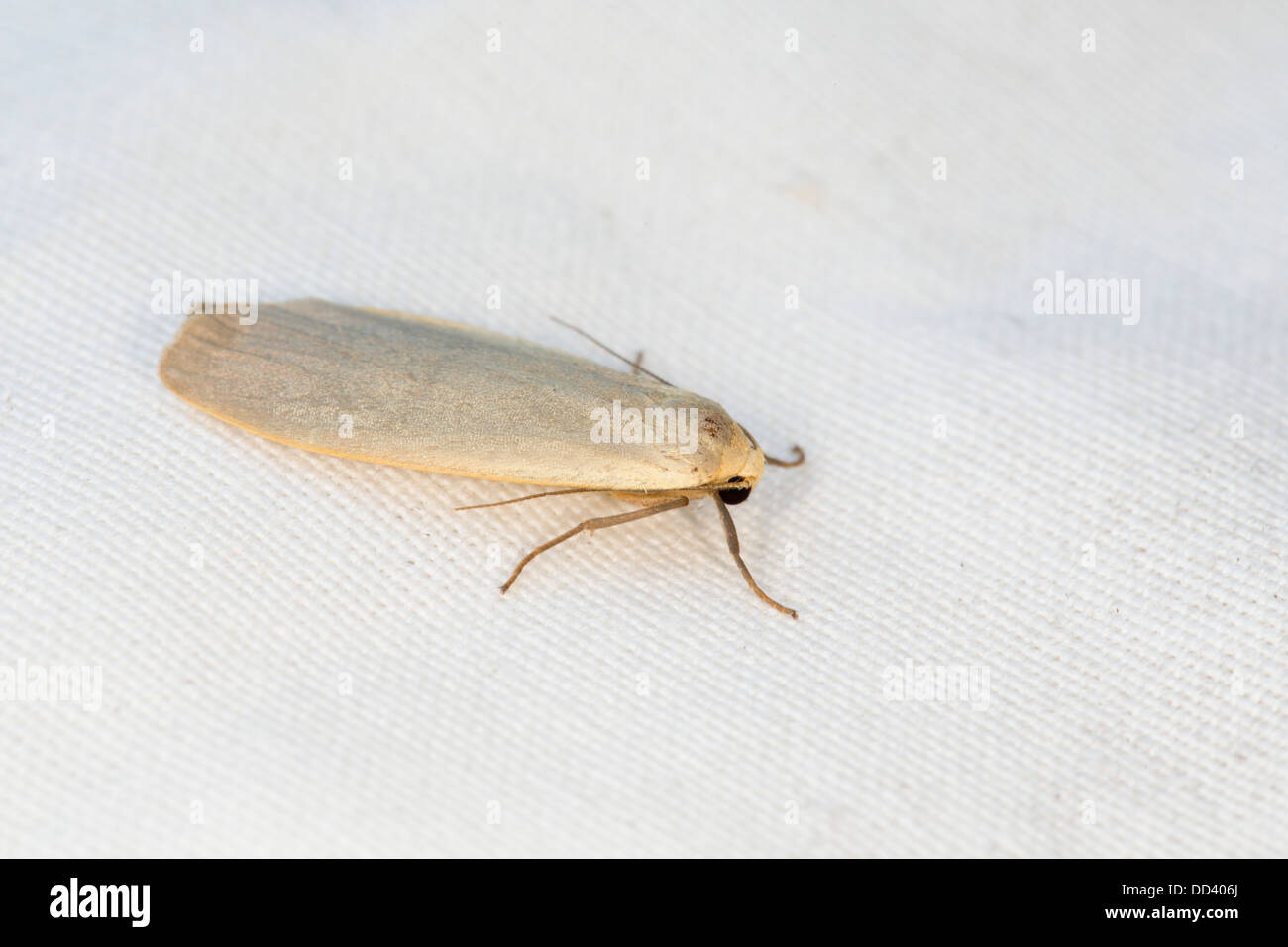 Buff footman moth hi-res stock photography and images - Alamy