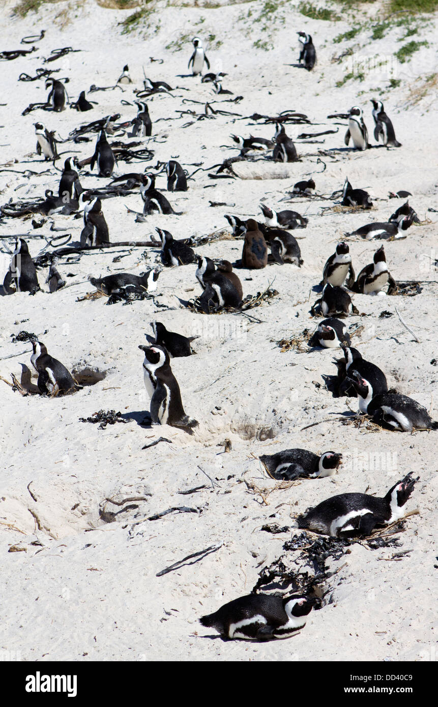 African Penguin colony at Boulders Beach, South Africa Stock Photo - Alamy