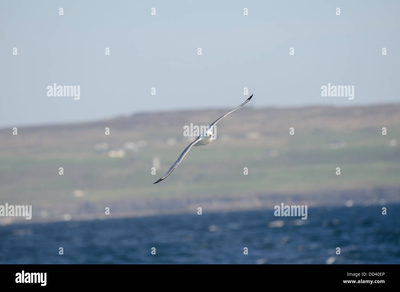 Atlantic sea birds hi-res stock photography and images - Alamy