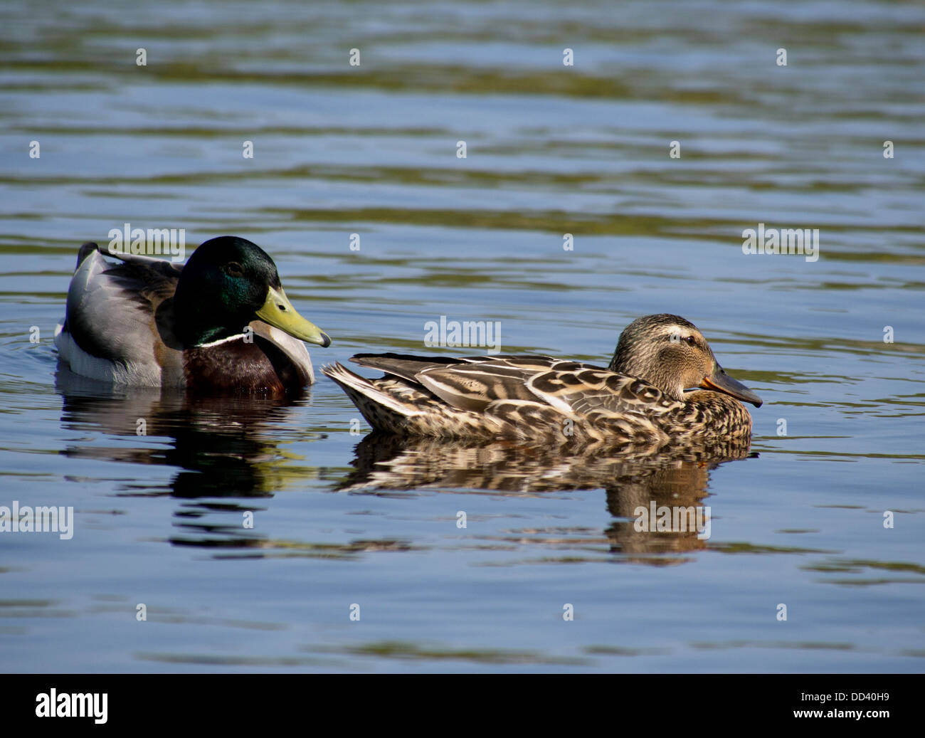 duck on the lake Stock Photo - Alamy