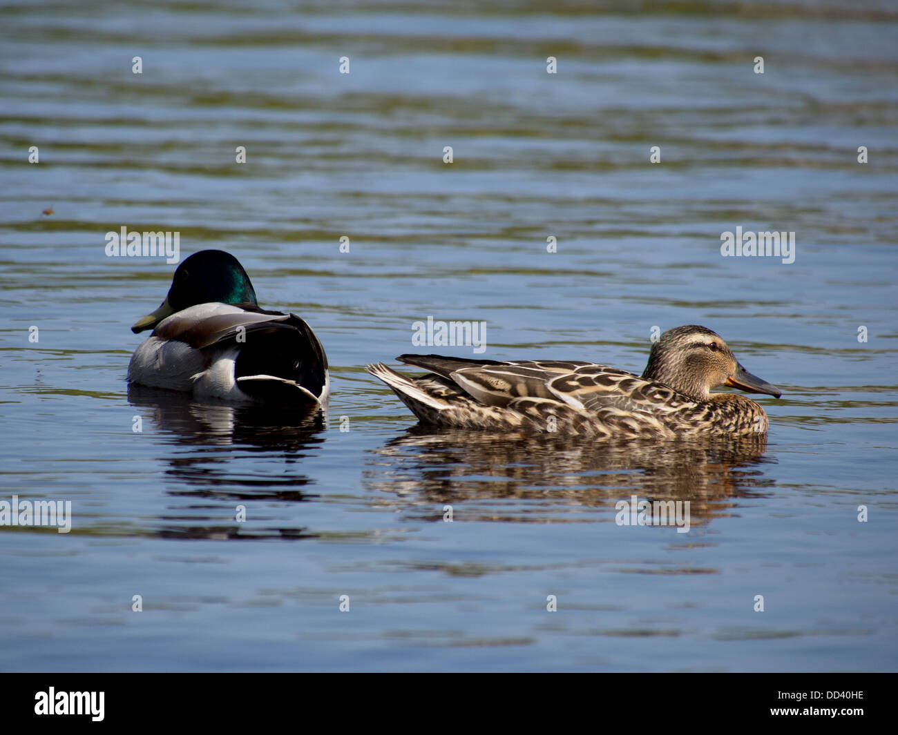 duck on the lake Stock Photo - Alamy