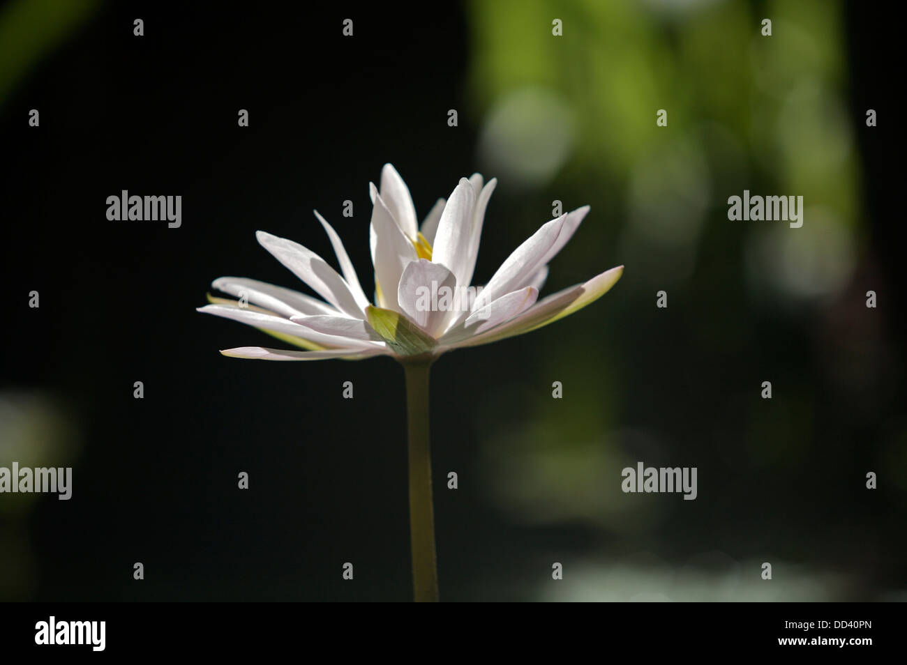 one white water lily Stock Photo - Alamy