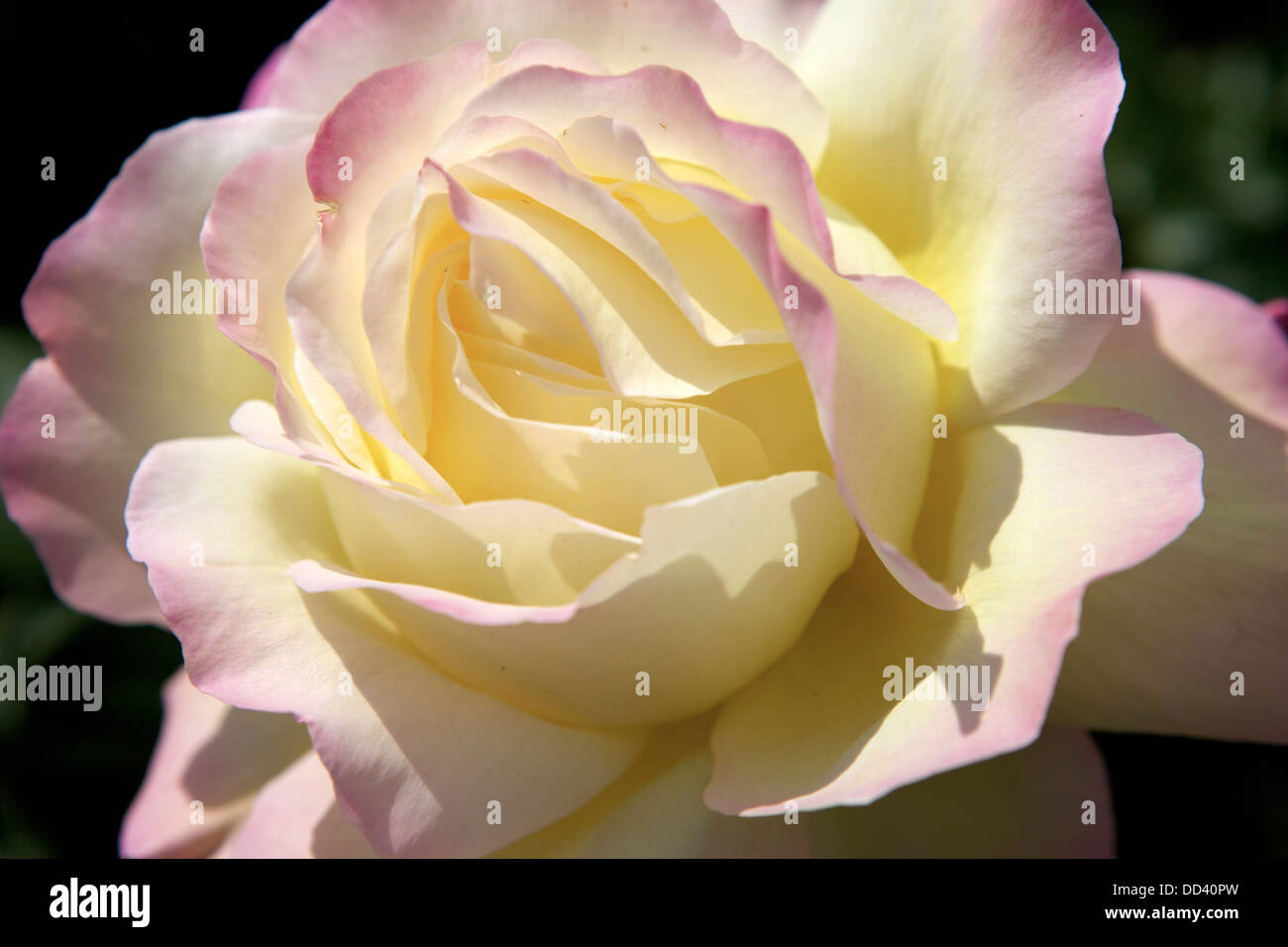 Rose yellow cream hi-res stock photography and images - Alamy