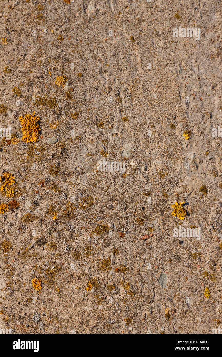 Concrete moos texture wall background Stock Photo - Alamy