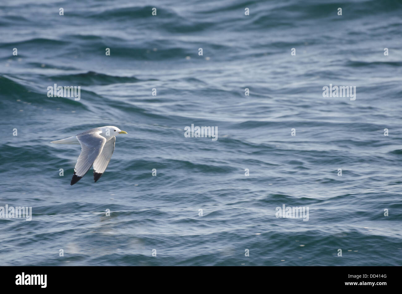 Sea birds over the atlantic Stock Photo - Alamy