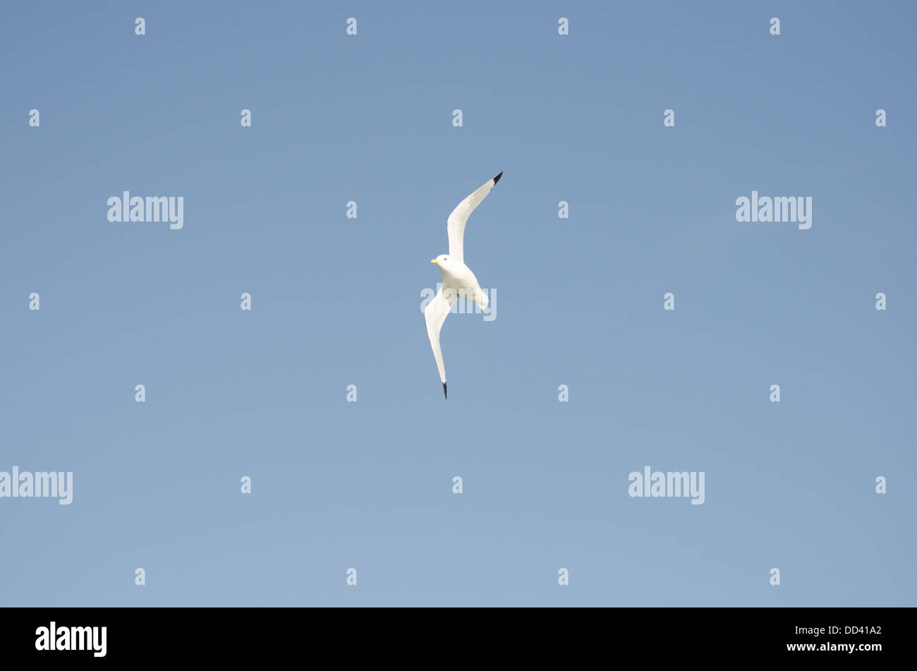 Sea birds over the atlantic Stock Photo - Alamy