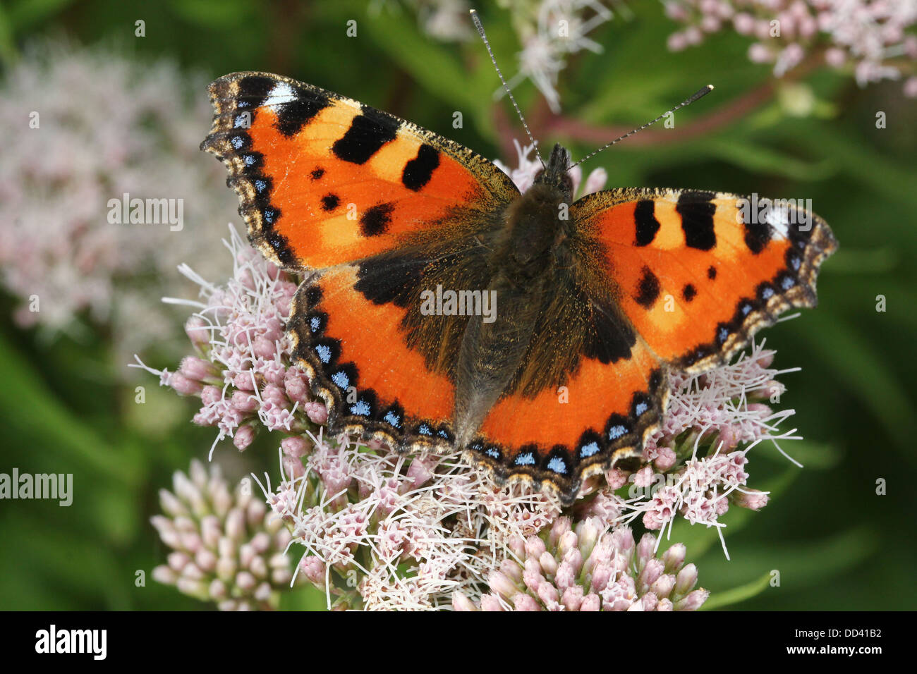 Extensive series of the Small Tortoiseshell (Aglais urticae) butterfly ...