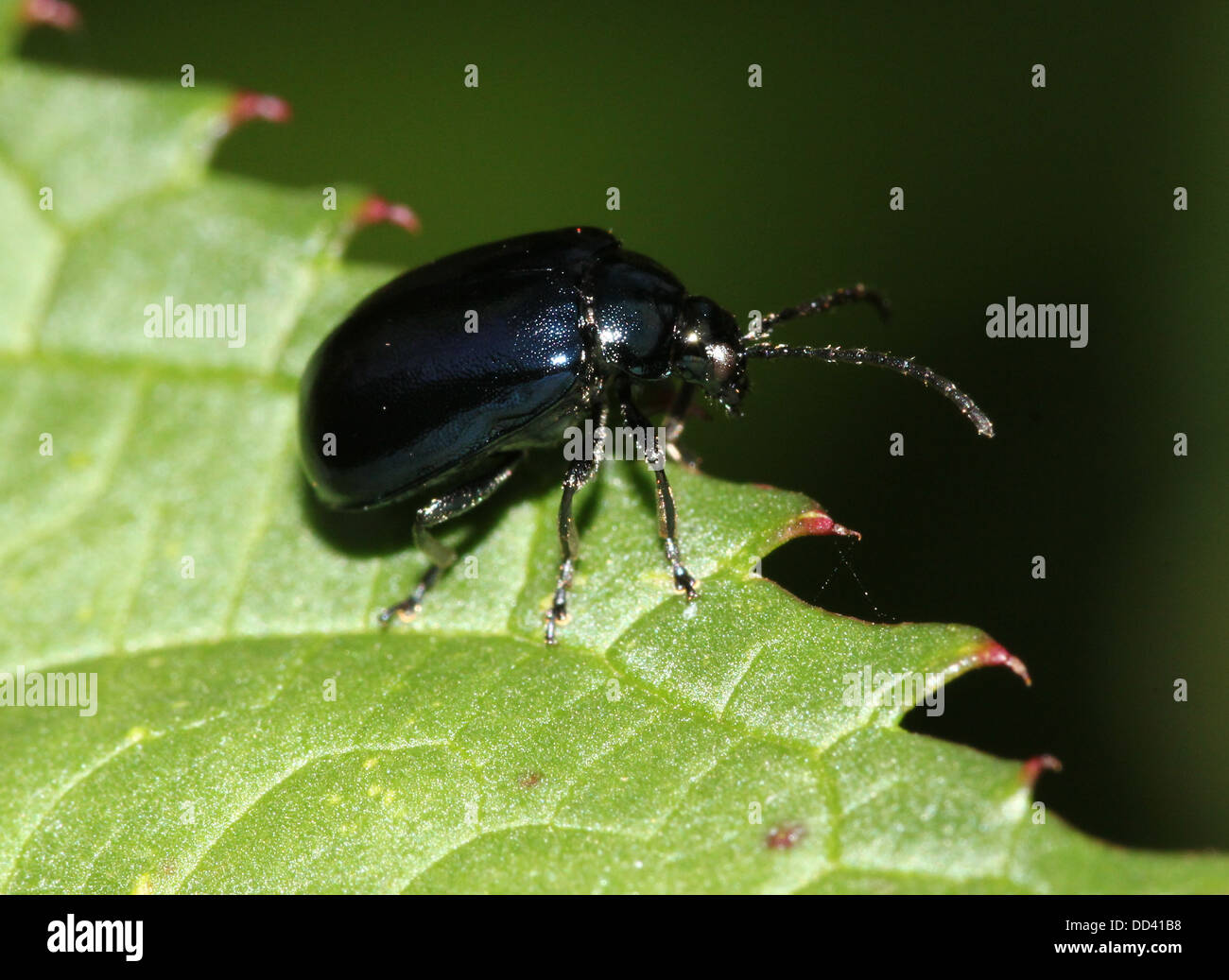 Blue Mint Beetle (Chrysolina coerulans) - Himmelblauer Blattkäfer Stock ...