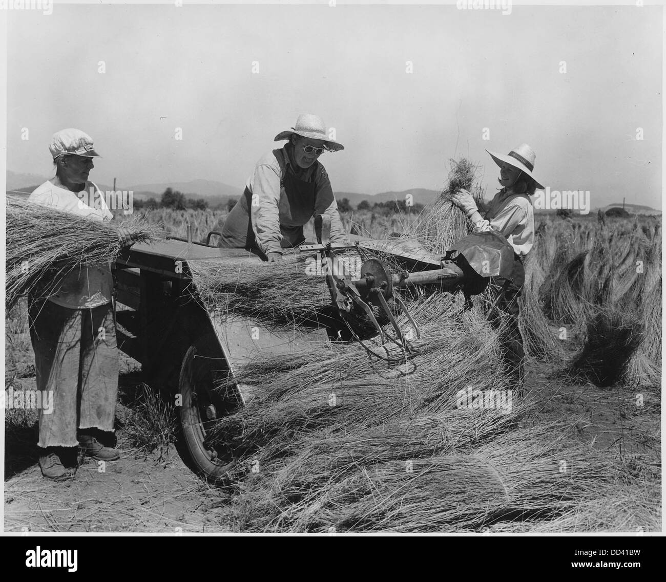 Three women are seen operating a machine that binds dry flax straw into ...