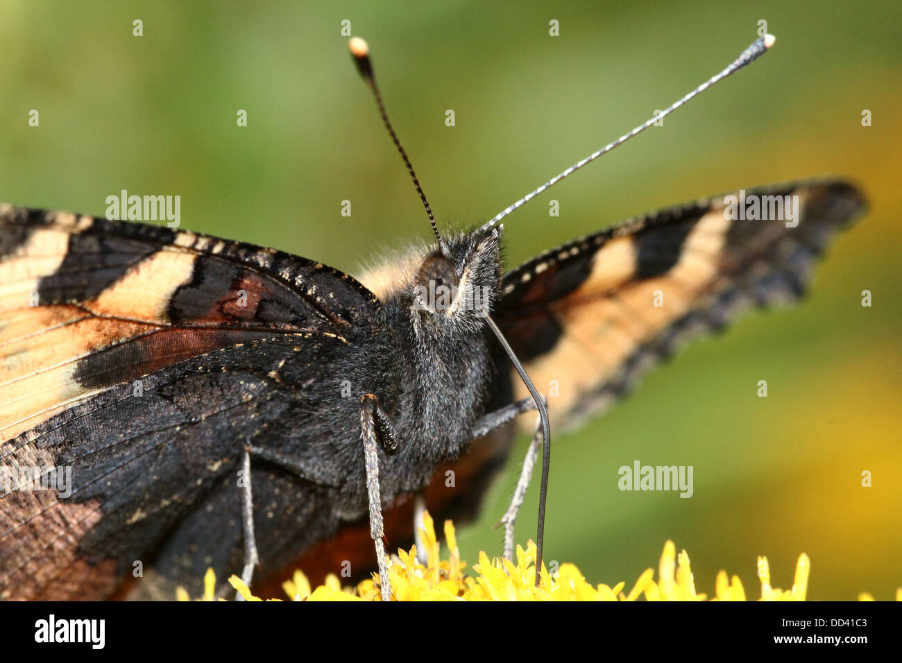 Extensive series of the Small Tortoiseshell (Aglais urticae) butterfly ...
