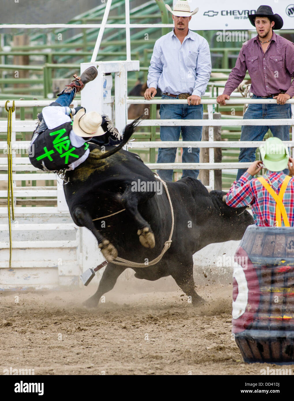 Cowboy riding a bull in a the bull riding competition, Chaffee County ...