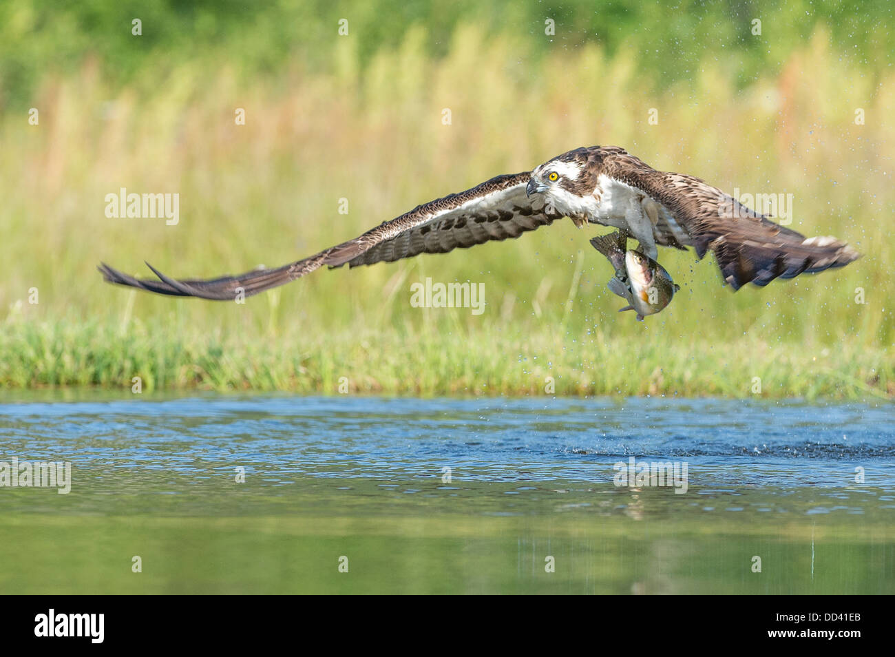 An Osprey catching a fish Stock Photo - Alamy