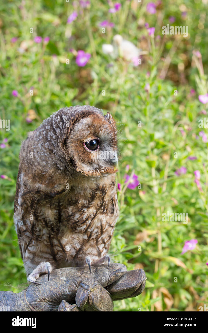 Silver owl hi-res stock photography and images - Alamy