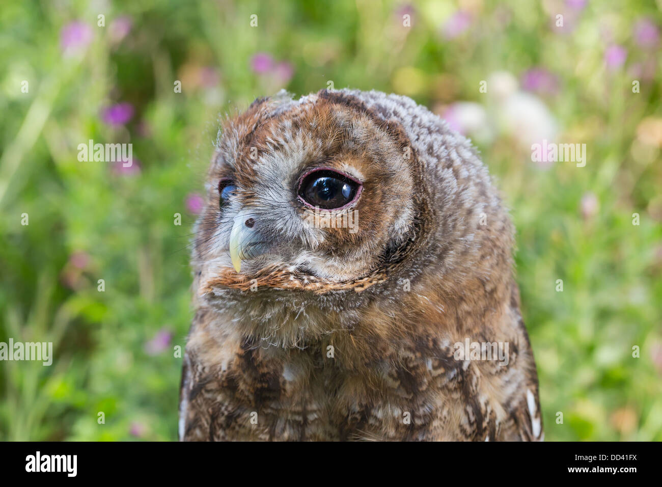 Silver owl hi-res stock photography and images - Alamy
