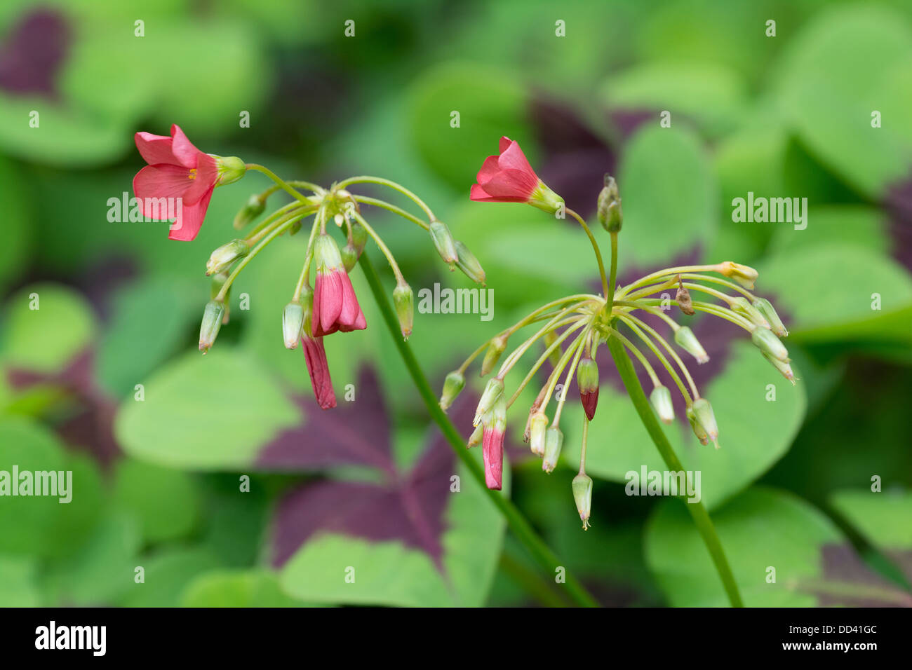 Oxalis tetraphylla 'Iron Cross' showing flowers breaking bud, August ...