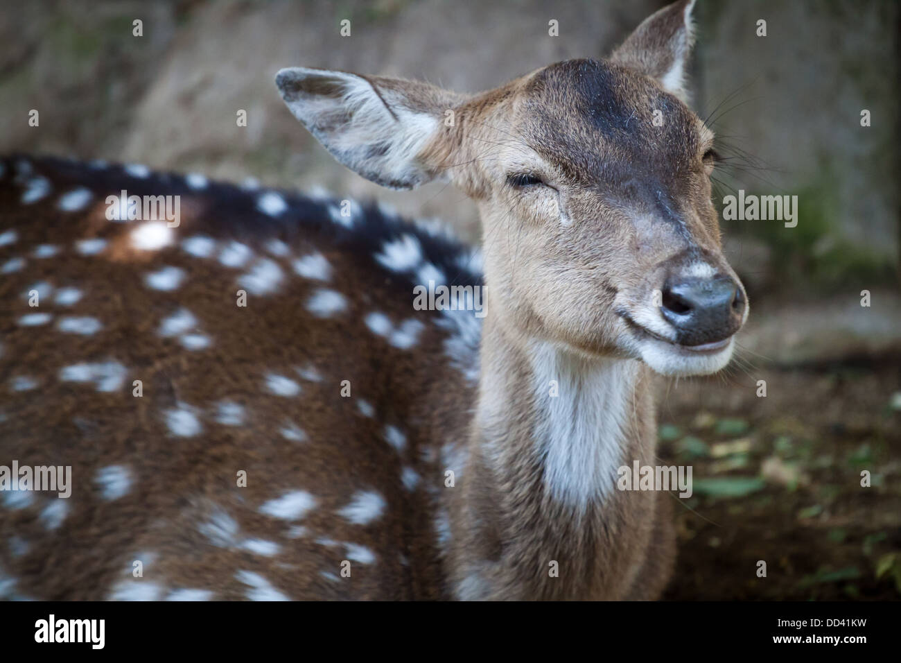 Smile deer hi-res stock photography and images - Alamy