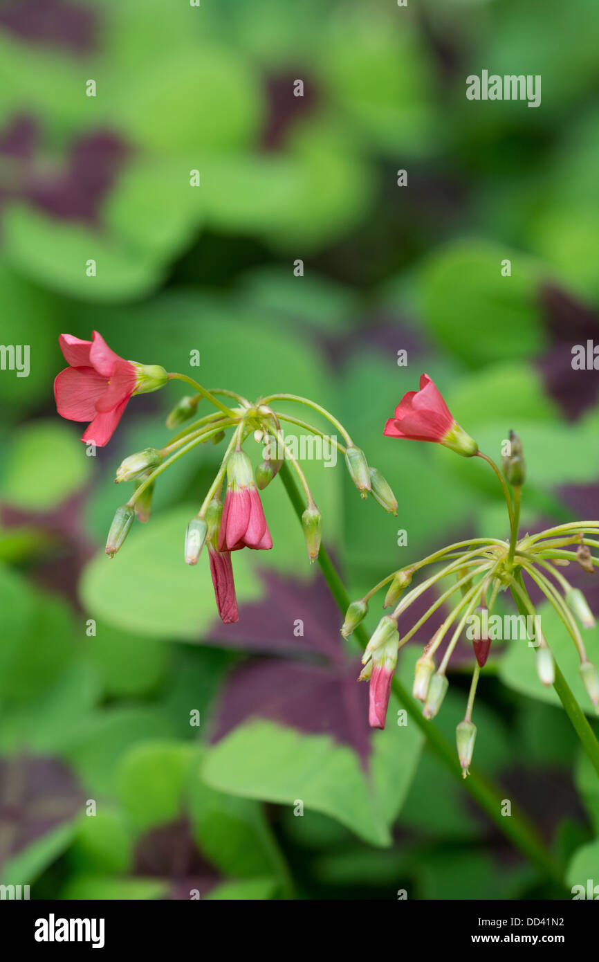 Oxalis tetraphylla 'Iron Cross' showing flowers breaking bud, August ...