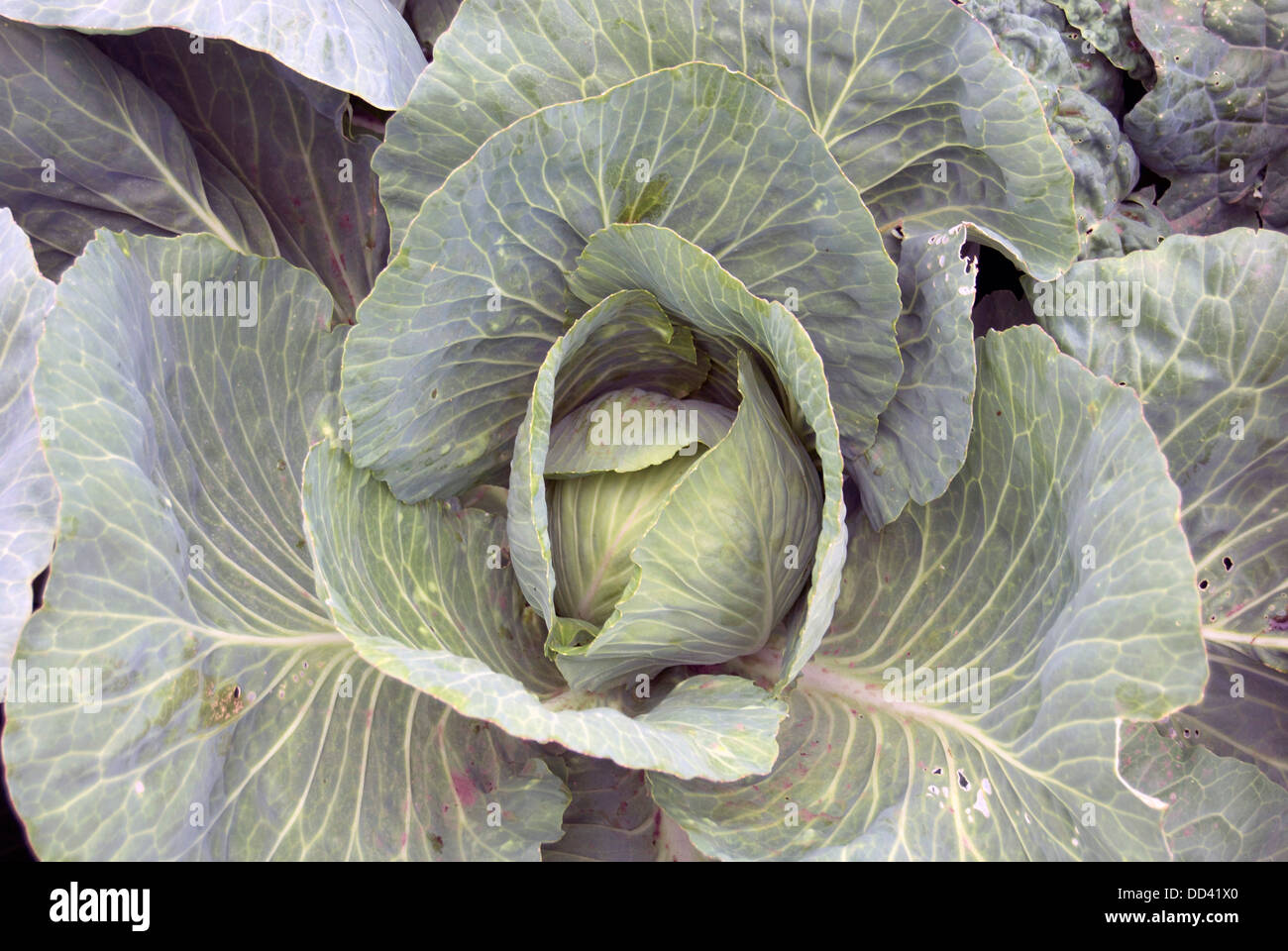Cabbages growing in vegetable patch at the National Trust's Hanbury ...