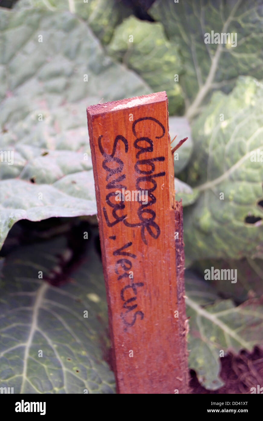Cabbage growing in a vegetable patch with a sign saying 'Cabbage Savoy ...