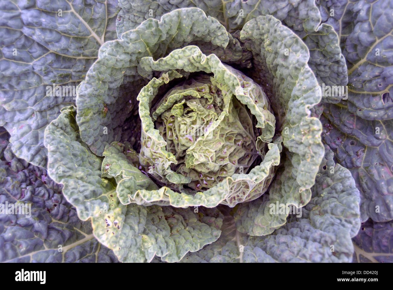 Cabbages growing in vegetable patch at the National Trust's Hanbury ...