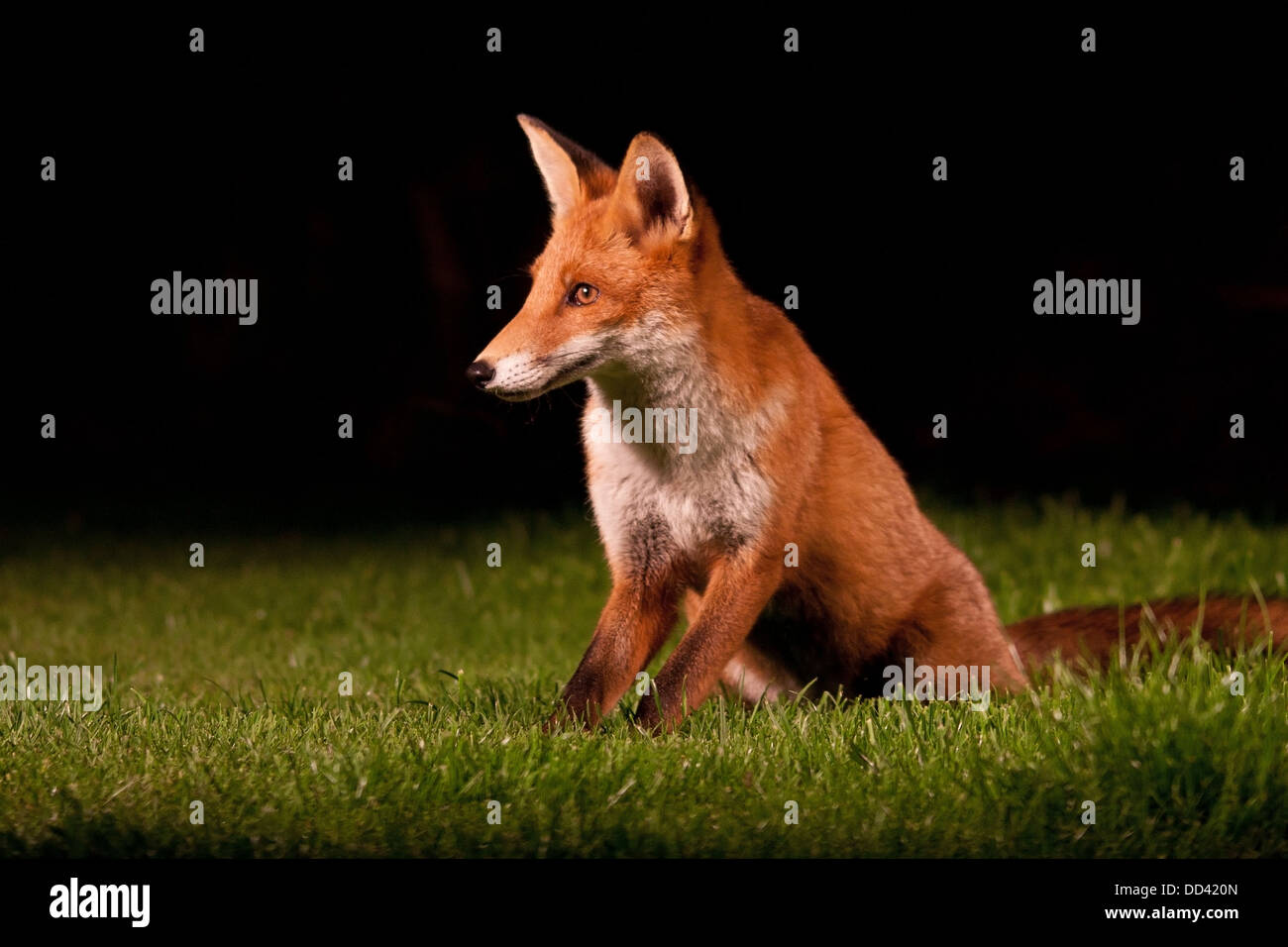 Fox cub staring Stock Photo - Alamy