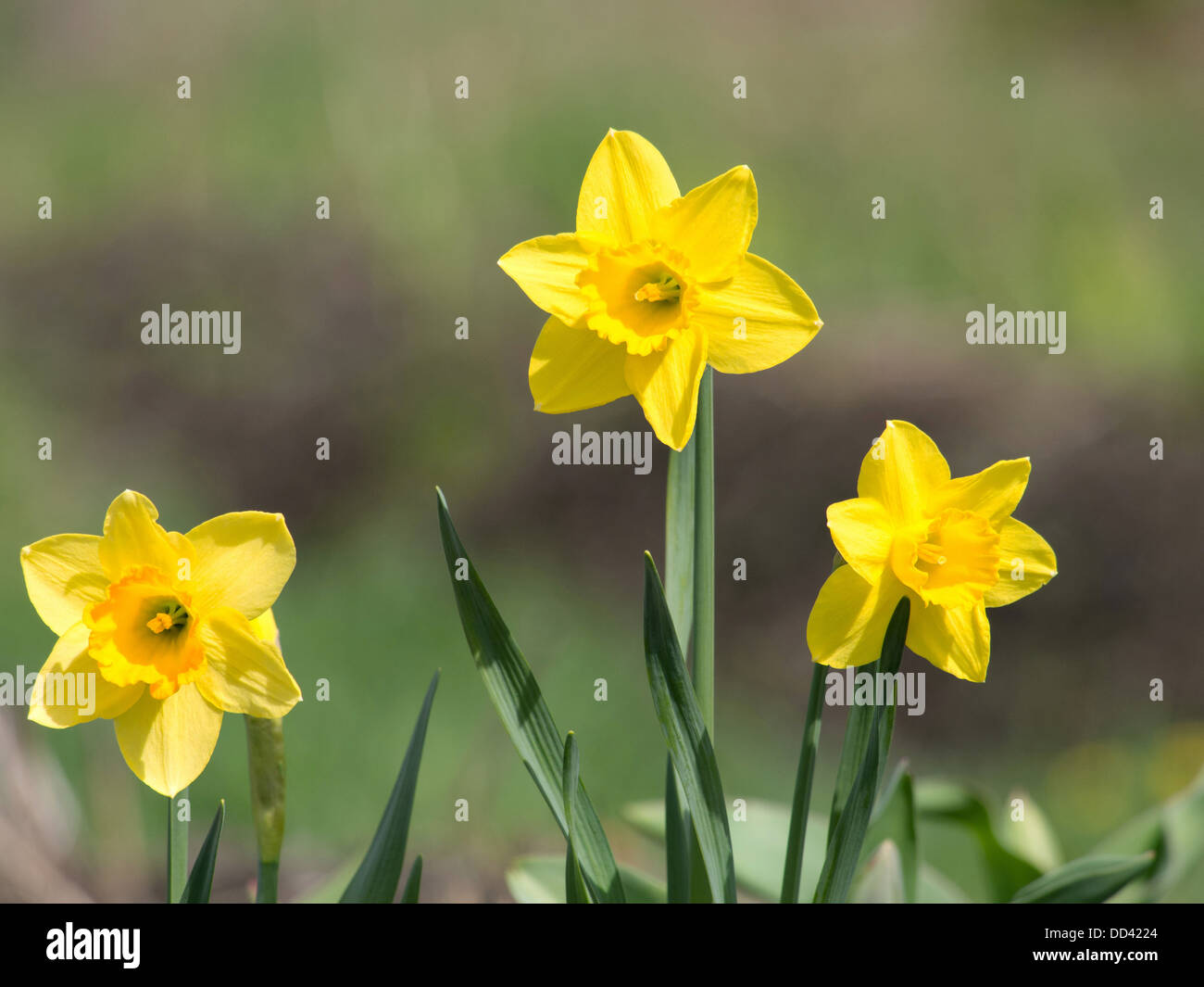 Narcis hi-res stock photography and images - Alamy