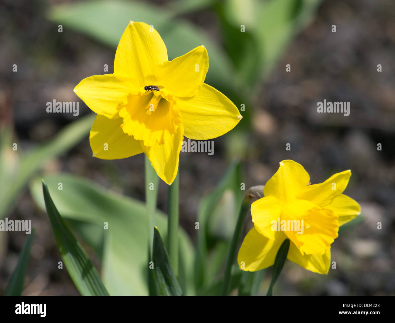 Narcis hi-res stock photography and images - Alamy
