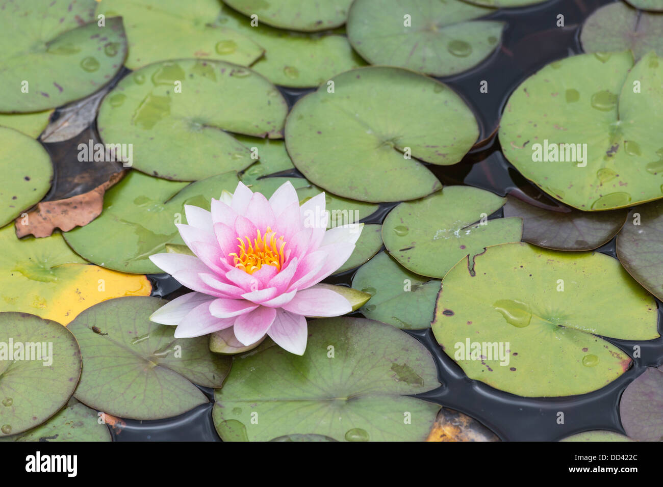 Pretty pink water lily, Nymphaea 'Darwin' flowering in summer Stock ...