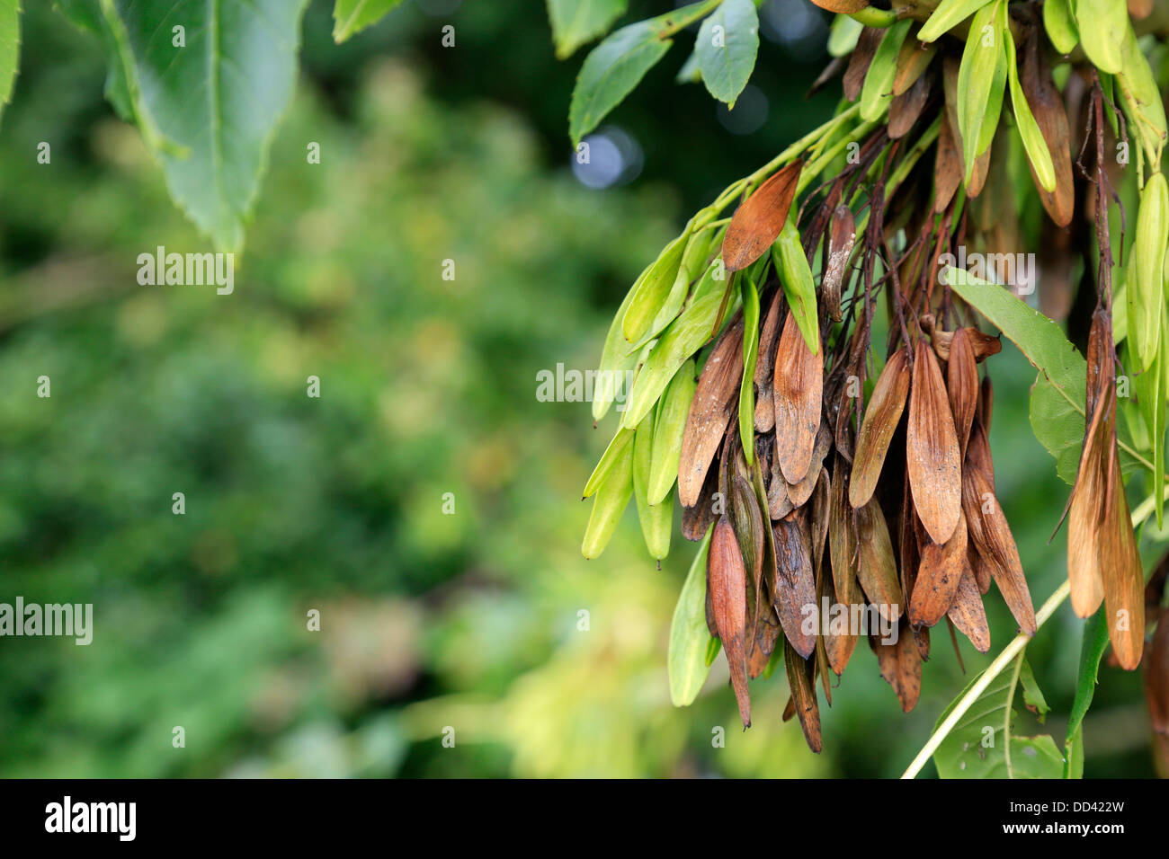 Ash; Fraxinus excelsior; Seeds or Keys; UK Stock Photo - Alamy